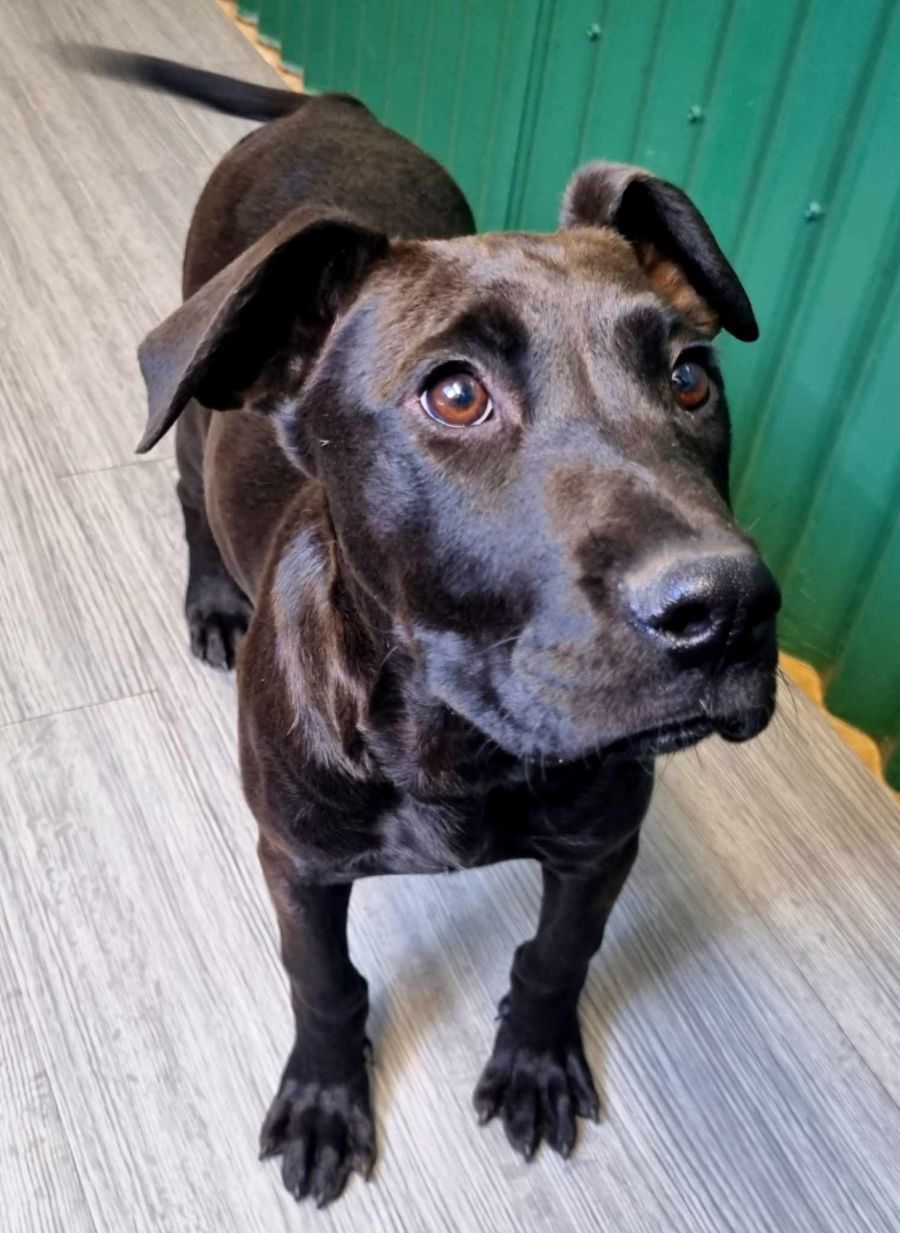 Asha - Medium Female Labrador Mix Dog in NSW - PetRescue