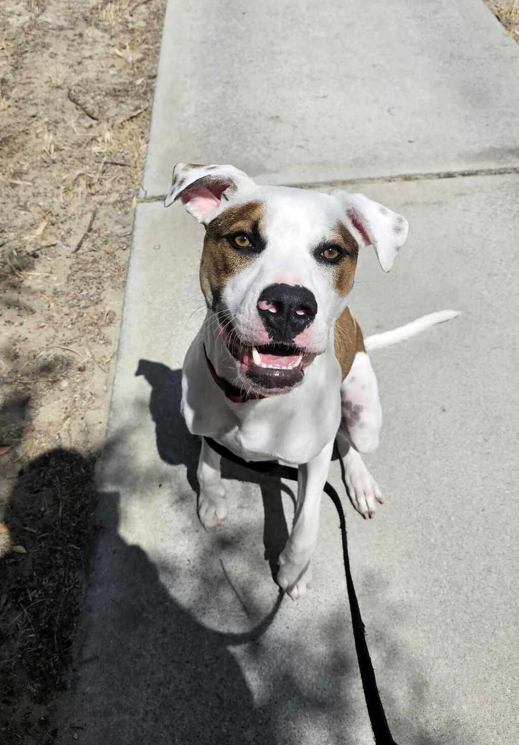 Bongo - Medium Male Mixed Mix Dog in WA - PetRescue