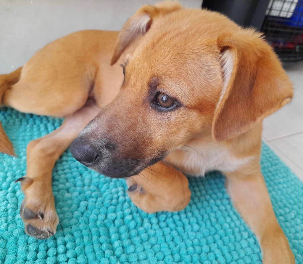 Teddy (Was Drake) - Medium Male Mixed Breed Dog in WA - PetRescue