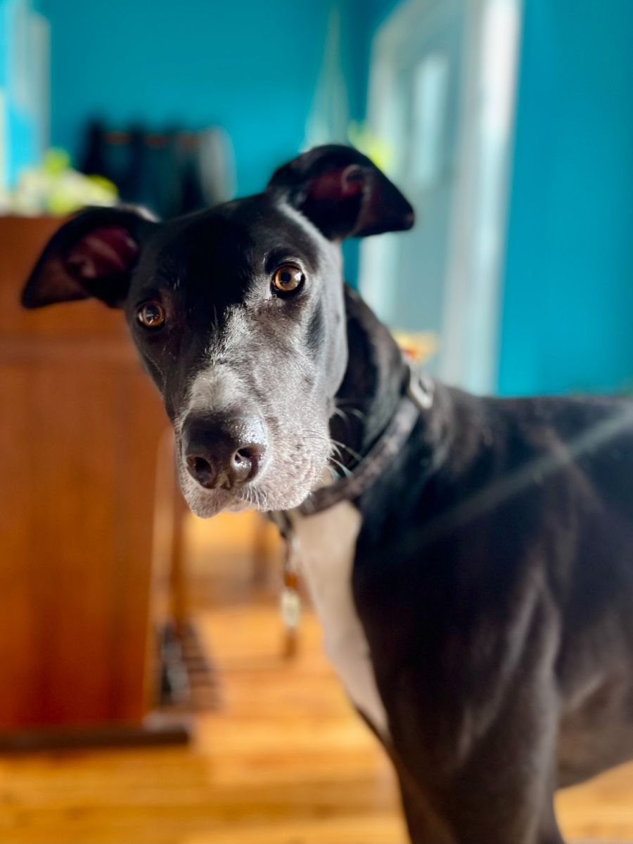 Hubie - Large Male Staghound x Pointer Mix Dog in VIC - PetRescue