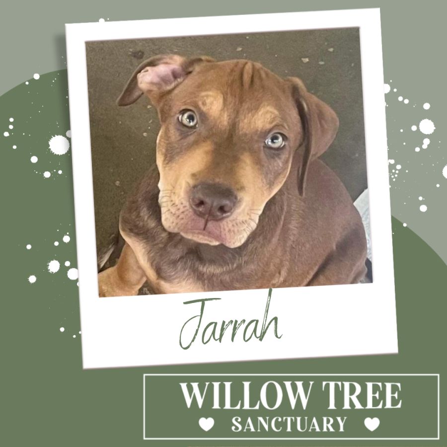Jarrah - Medium Male Mixed Breed Dog in NSW - PetRescue