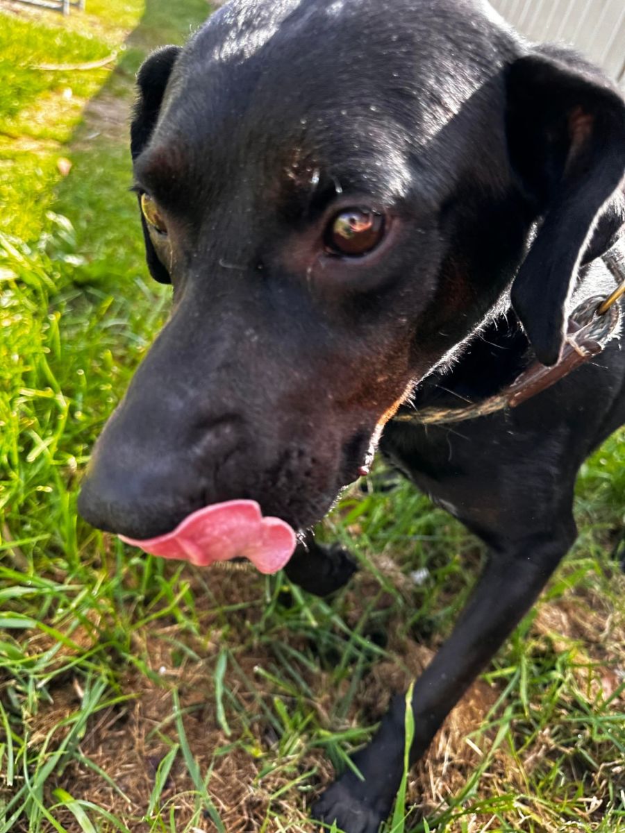 Milo - Medium Male German Shorthaired Pointer x Kelpie Dog in VIC ...