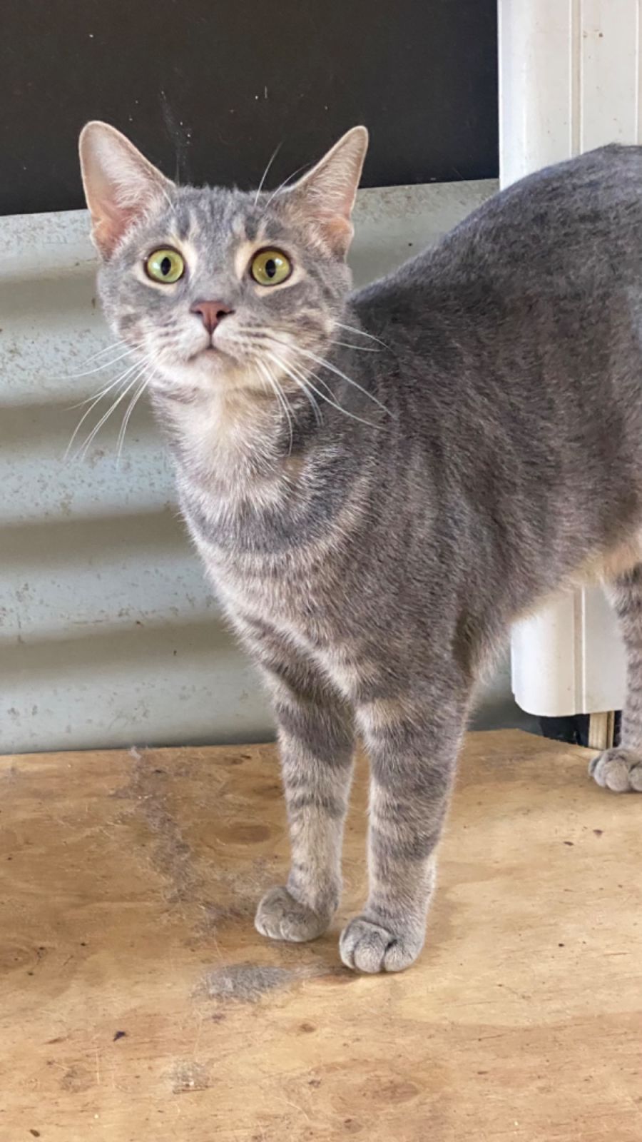 Fergus - Male Domestic Short Hair Cat in NSW - PetRescue