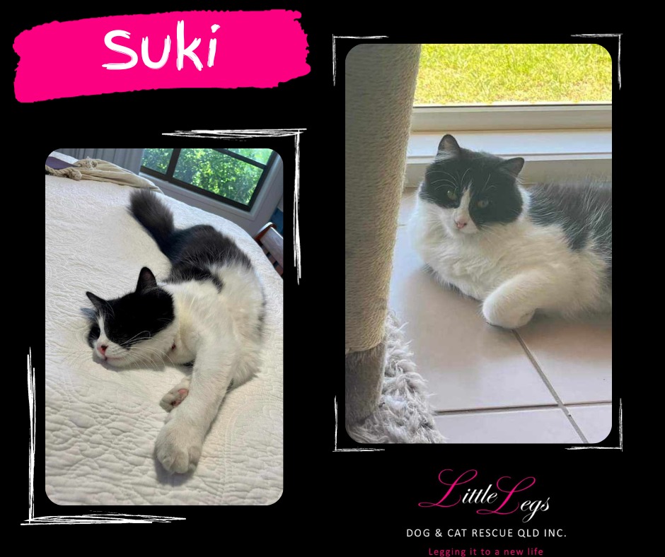 Suki - Male Domestic Medium Hair Cat in QLD - PetRescue