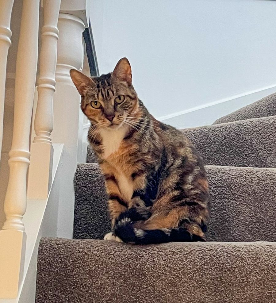 Spectre - Female Domestic Short Hair Cat in NSW - PetRescue