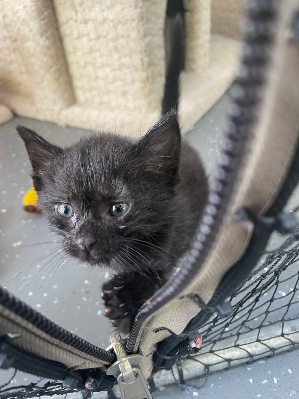 Marcus - Male Domestic Short Hair Mix Cat in QLD - PetRescue