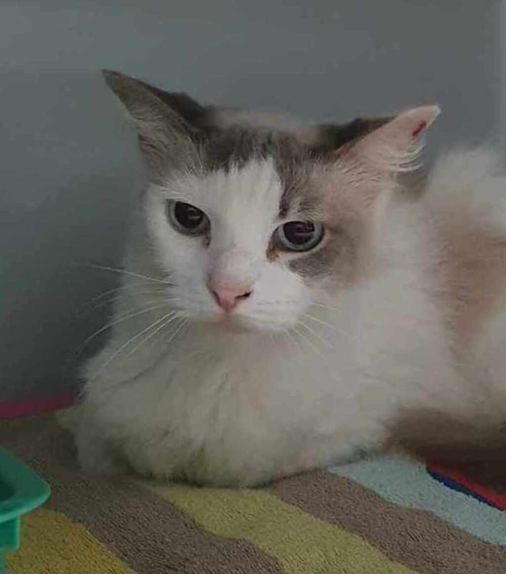 Pixie - Female Ragdoll Mix Cat in QLD - PetRescue