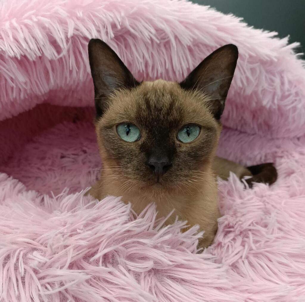 Bindi - Female Munchkin Mix Cat in QLD - PetRescue