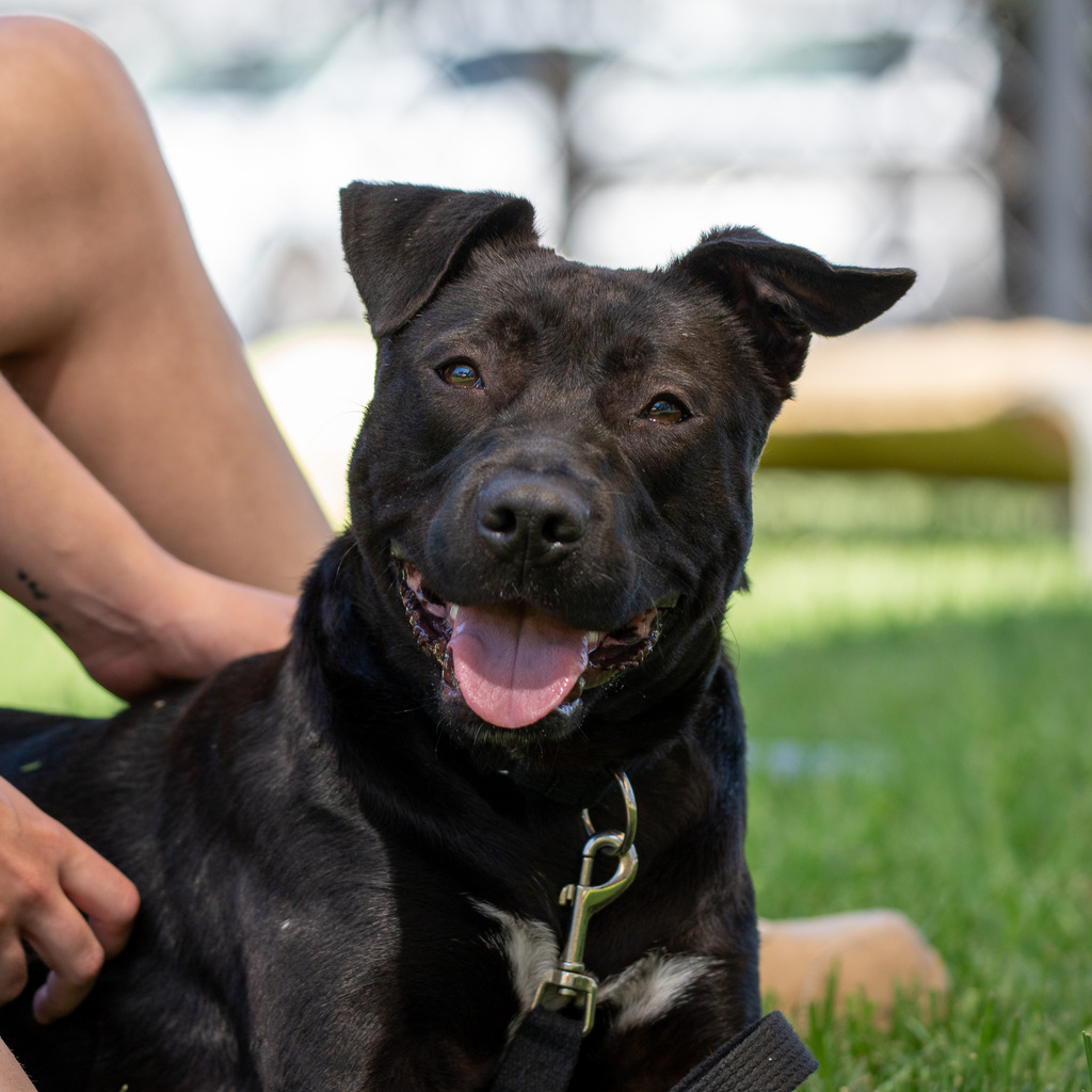 Sainra - Medium Female Crossbreed x Staffordshire Terrier Mix Dog in ...