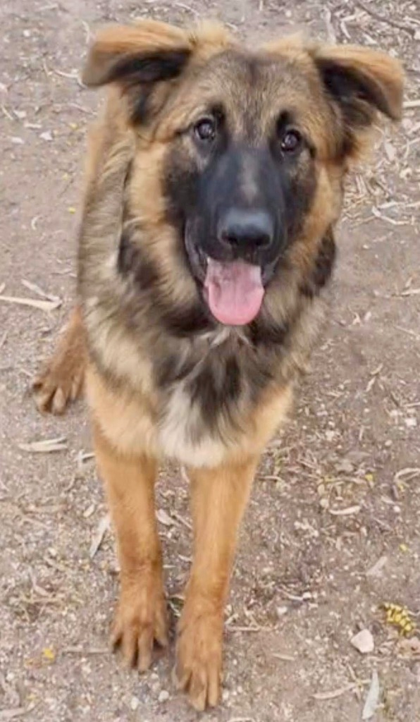 Keebah - Large Male Mixed Breed Dog in QLD - PetRescue