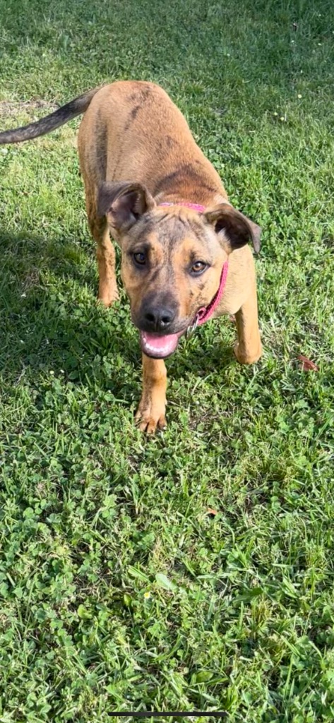 Dora - Medium Female Greyhound x Mastiff Mix Dog in WA - PetRescue