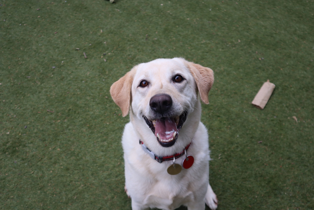 Dodo - Large Male Labrador Mix Dog in VIC - PetRescue