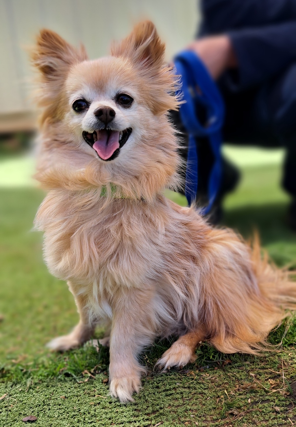Loki - Small Male Pomeranian x Chihuahua Long Hair Mix Dog in ACT ...