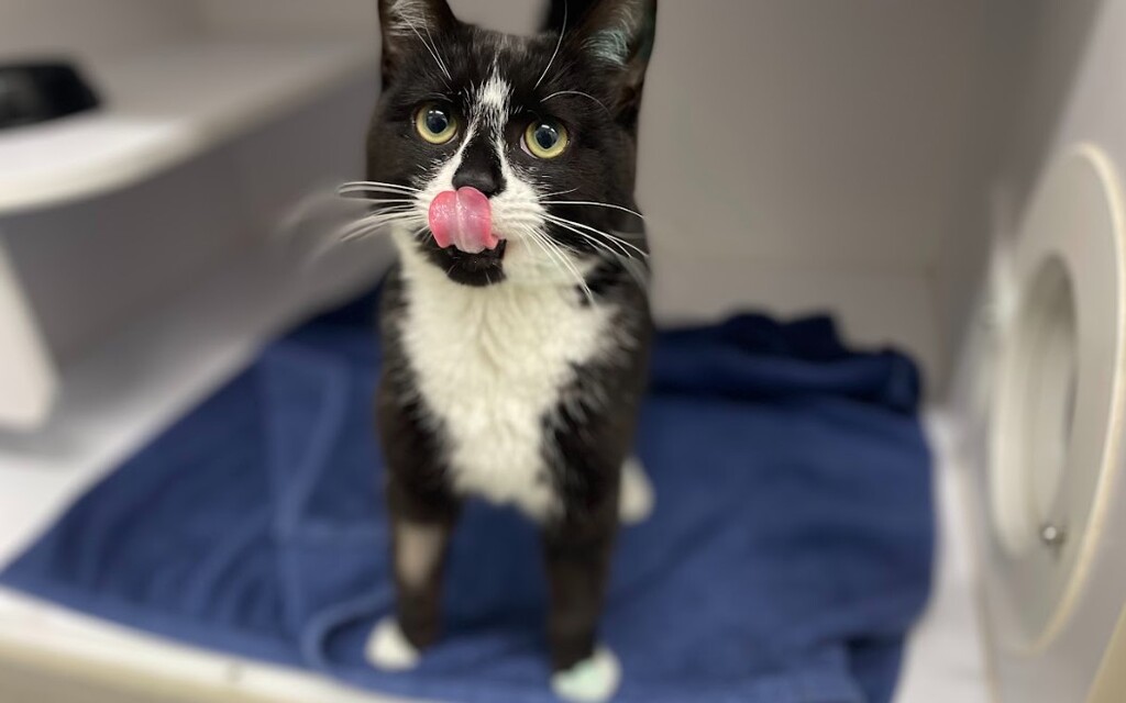 Sergio - Male Domestic Short Hair Mix Cat in VIC - PetRescue