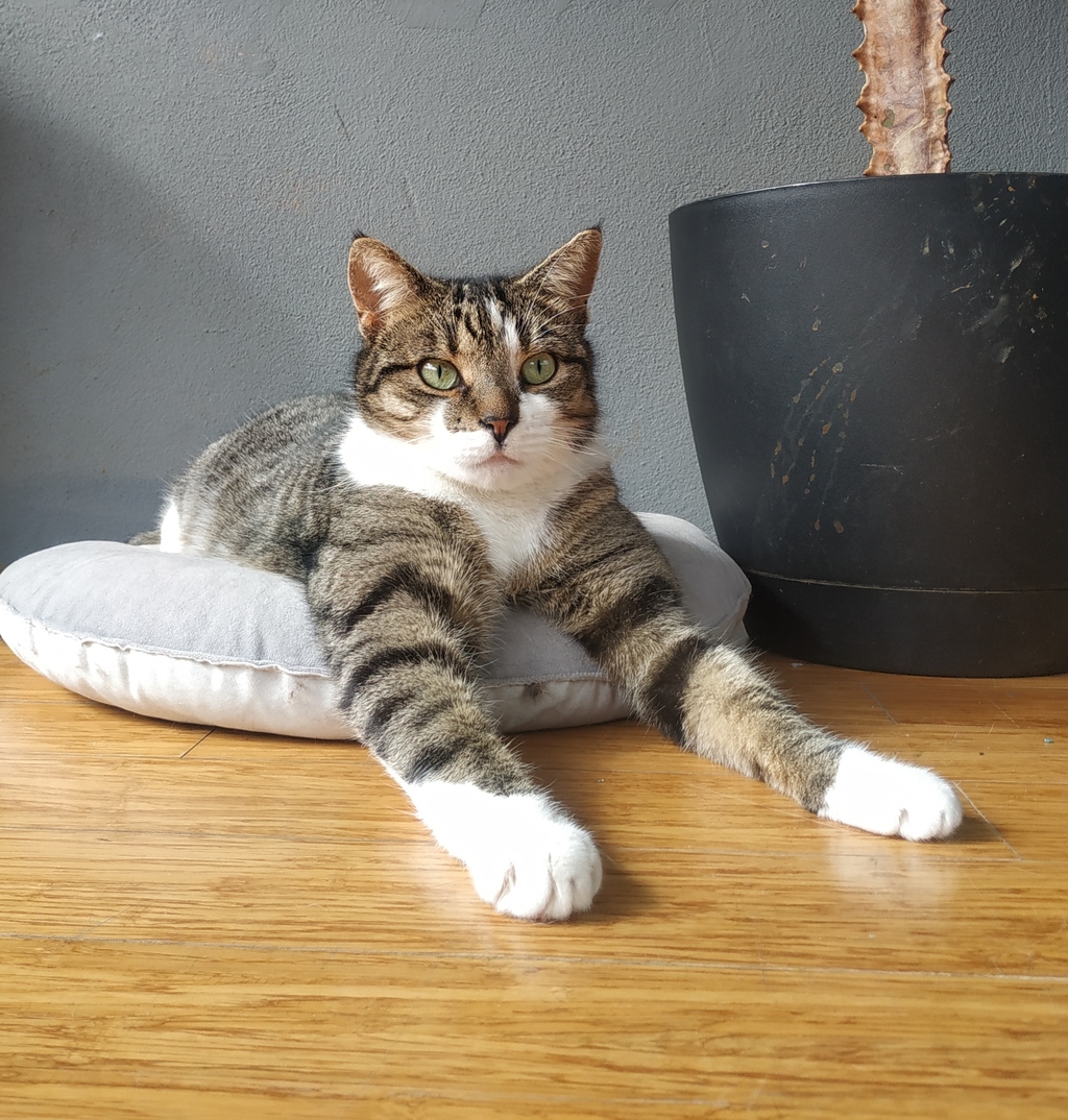 Daria - Female Domestic Short Hair Mix Cat in WA - PetRescue