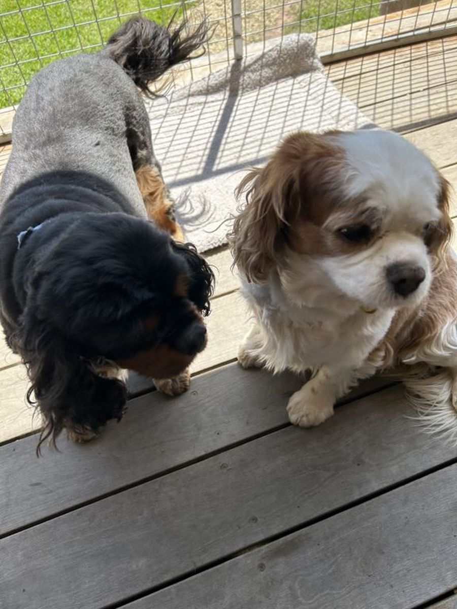 Remy and Ruby Yarbury - Small Male Cavalier King Charles Spaniel Mix ...