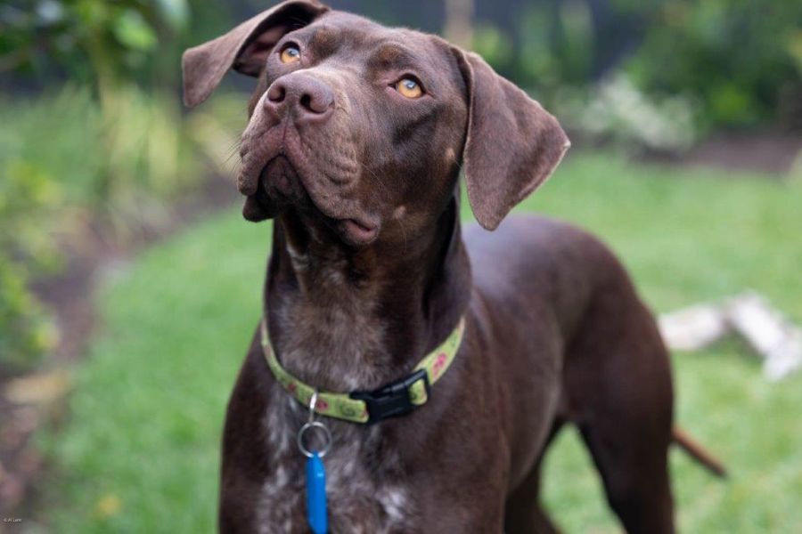 Janie Yarbury - Medium Female German Shorthaired Pointer Mix Dog in VIC ...