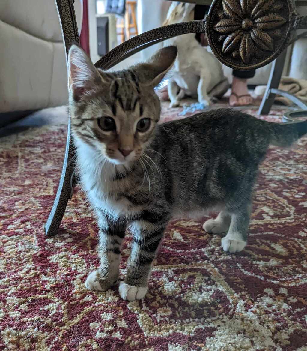 Bip - Male Domestic Short Hair Mix Cat in NSW - PetRescue