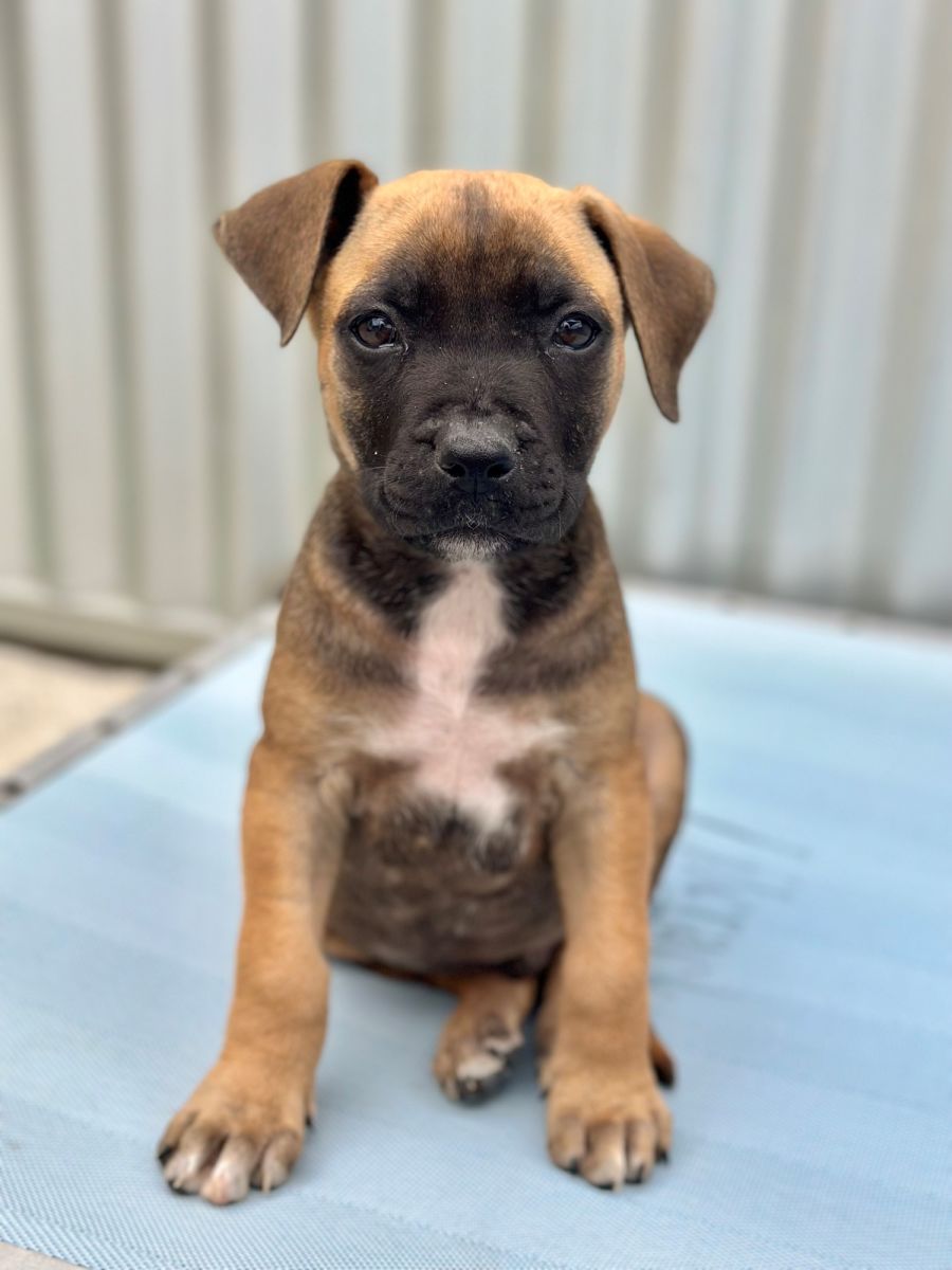 Frog - Medium Male Staffordshire Bull Terrier x Boxer Mix Dog in NSW ...
