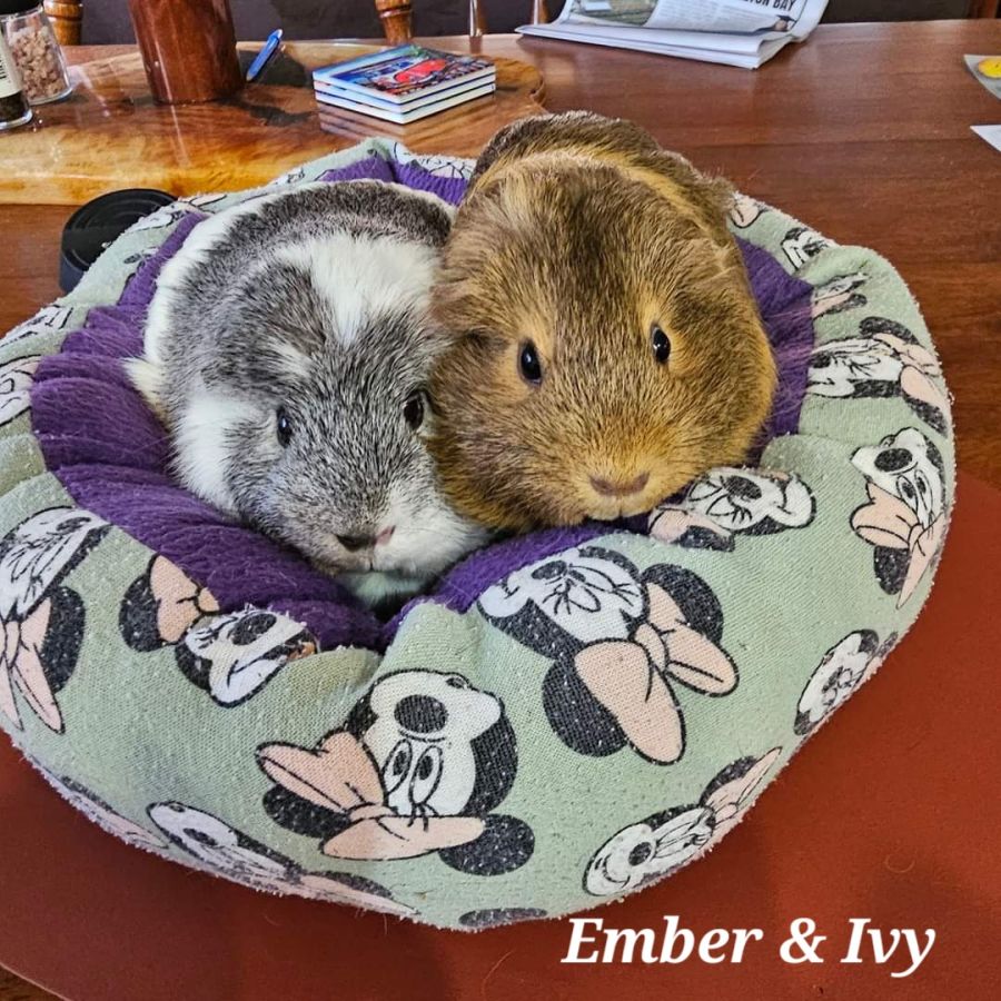 Ember & Ivy - Female Medium-hair Guinea Pig in QLD - PetRescue