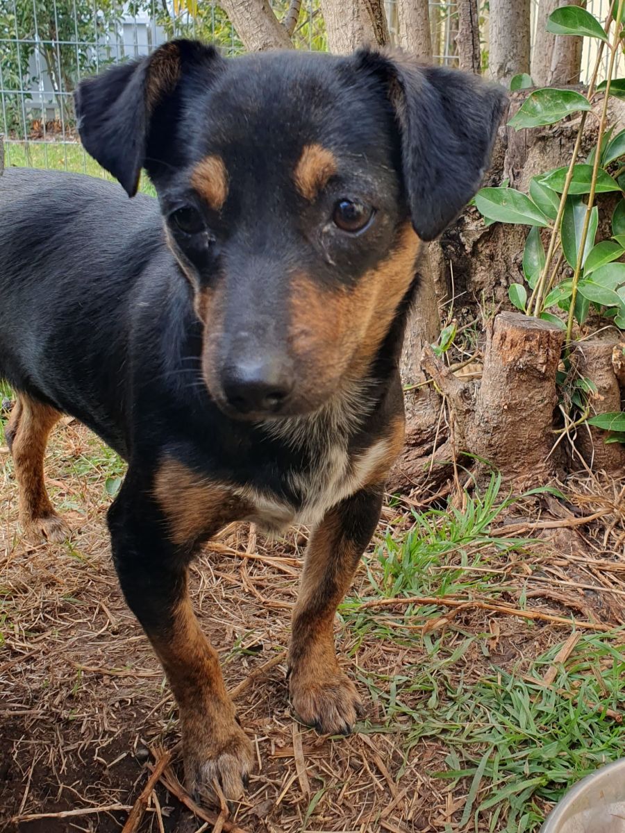 Willa - Small Female Kelpie x Fox Terrier Mix Dog in NSW - PetRescue