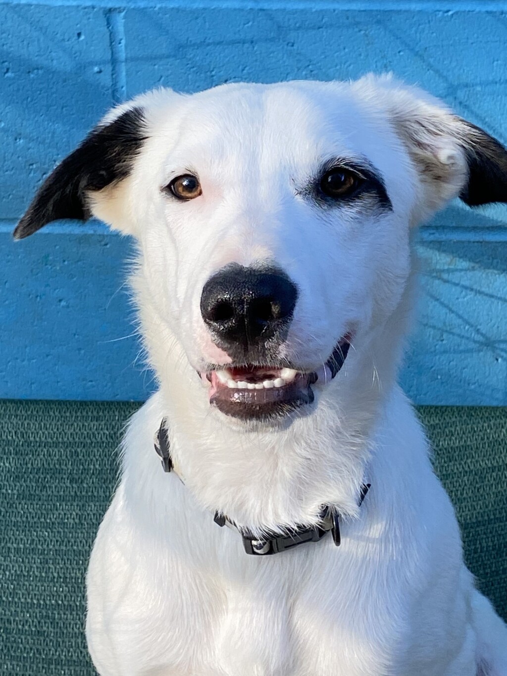 Eddy - Medium Male Australian Cattle Dog x Australian Koolie Mix Dog in ...