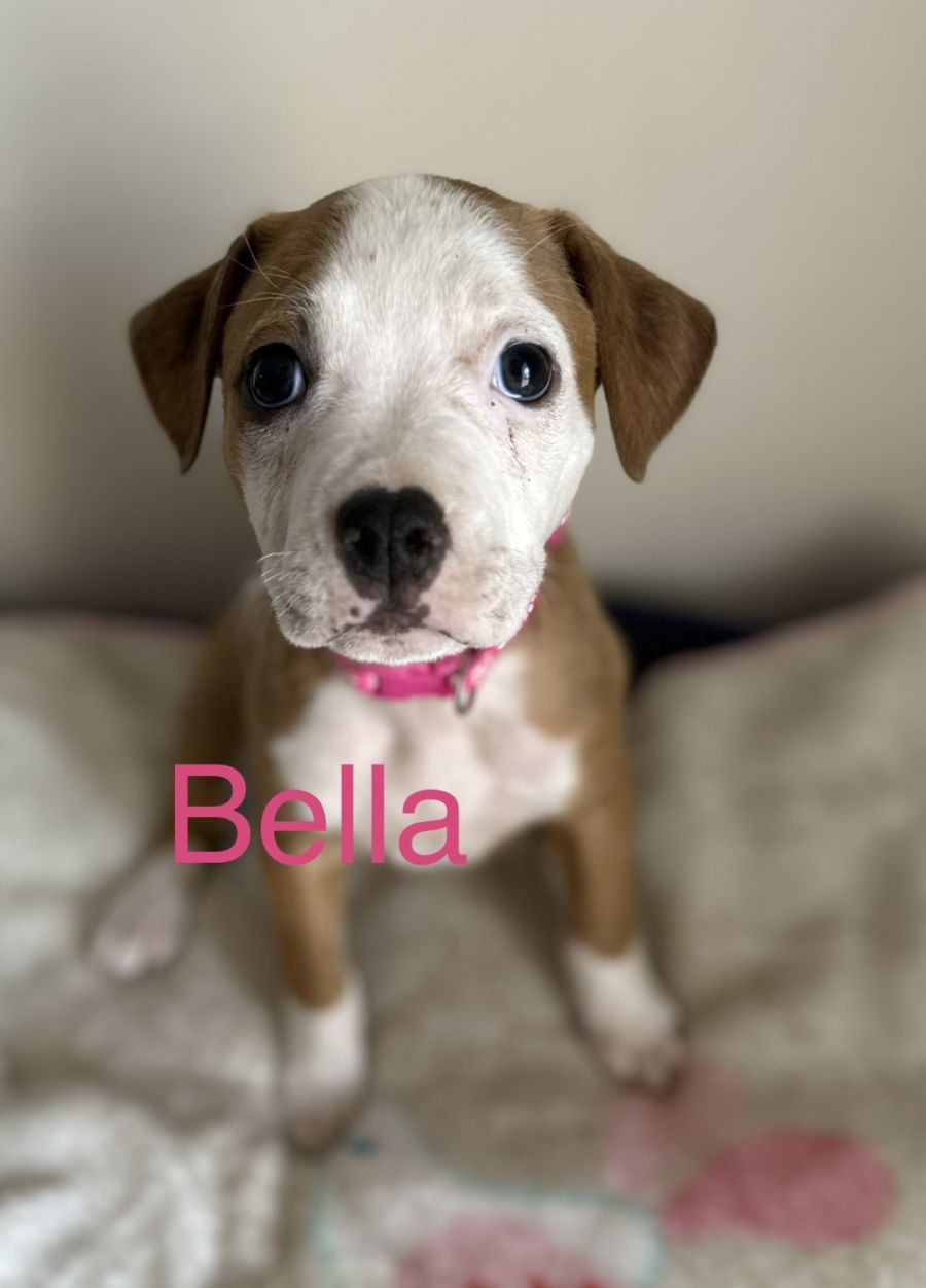 Bella - Medium Female Staffy Dog in NSW - PetRescue