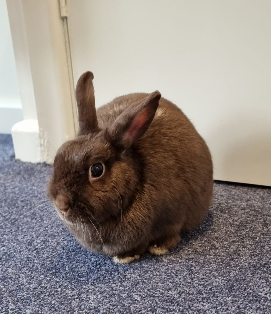 Leia - Female Rex x Dwarf Mix Rabbit in VIC - PetRescue