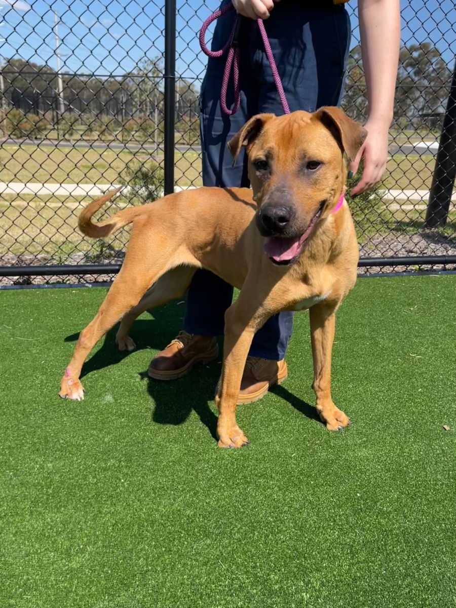 Brandy imp 1429 - Large Female Great Dane x Rhodesian Ridgeback Mix Dog ...