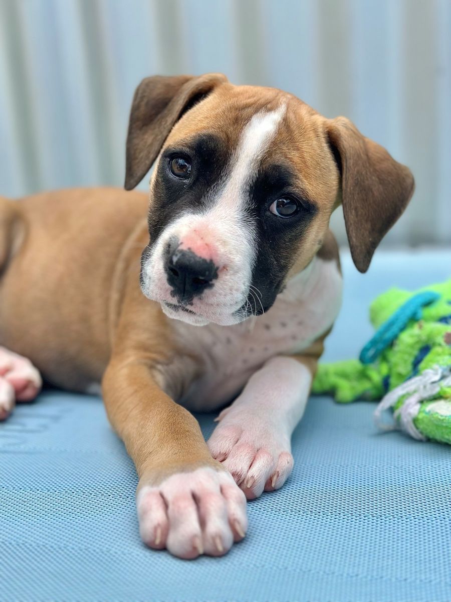 Margo - Medium Female Staffordshire Bull Terrier x Boxer Mix Dog in NSW - PetRescue