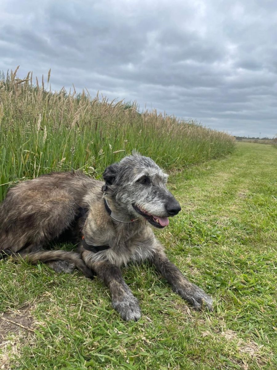 Nini - Large Female Staghound Dog in VIC - PetRescue
