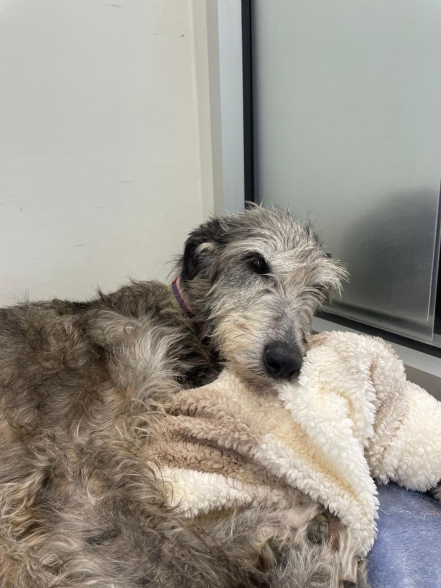 Wini - Large Female Staghound Dog in VIC - PetRescue