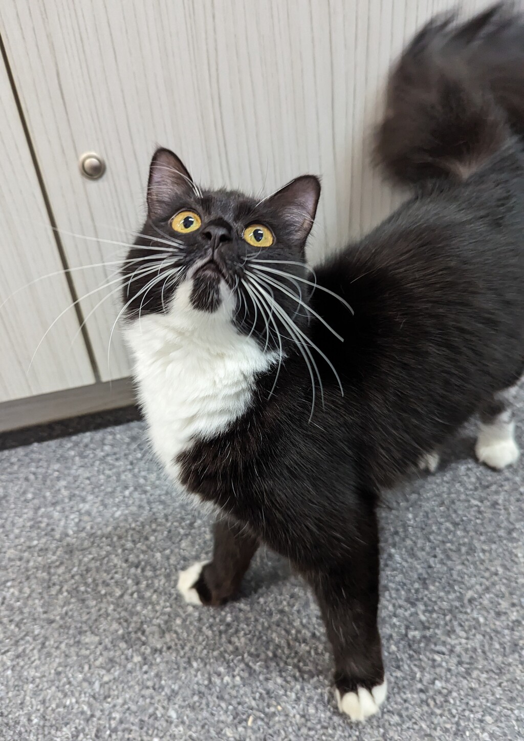 Chessy - Female Domestic Medium Hair Mix Cat in QLD - PetRescue
