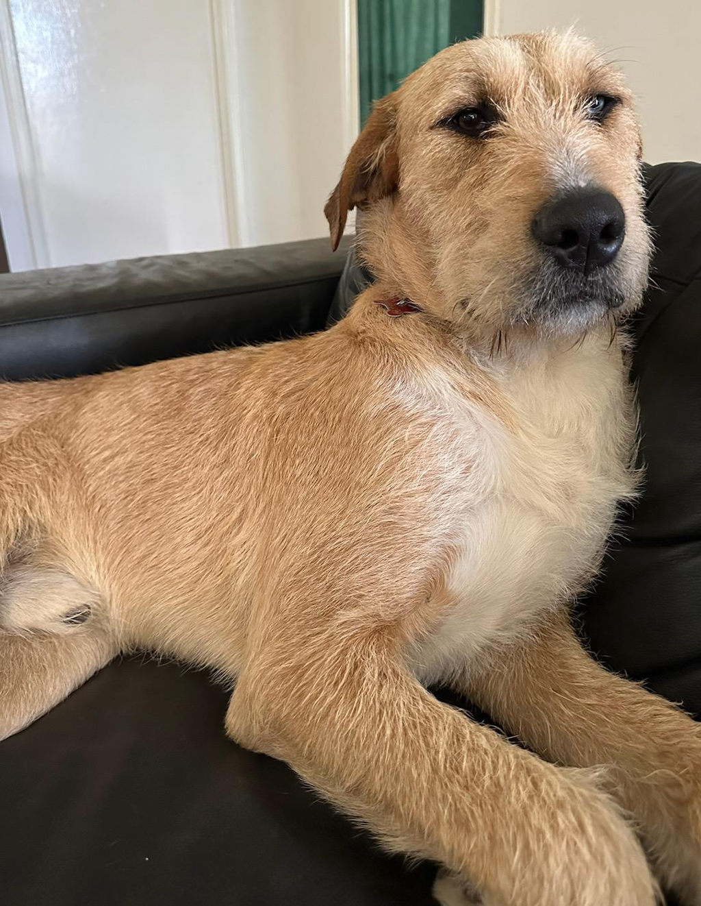 Red - Large Male Catahoula x Staghound Mix Dog in VIC - PetRescue