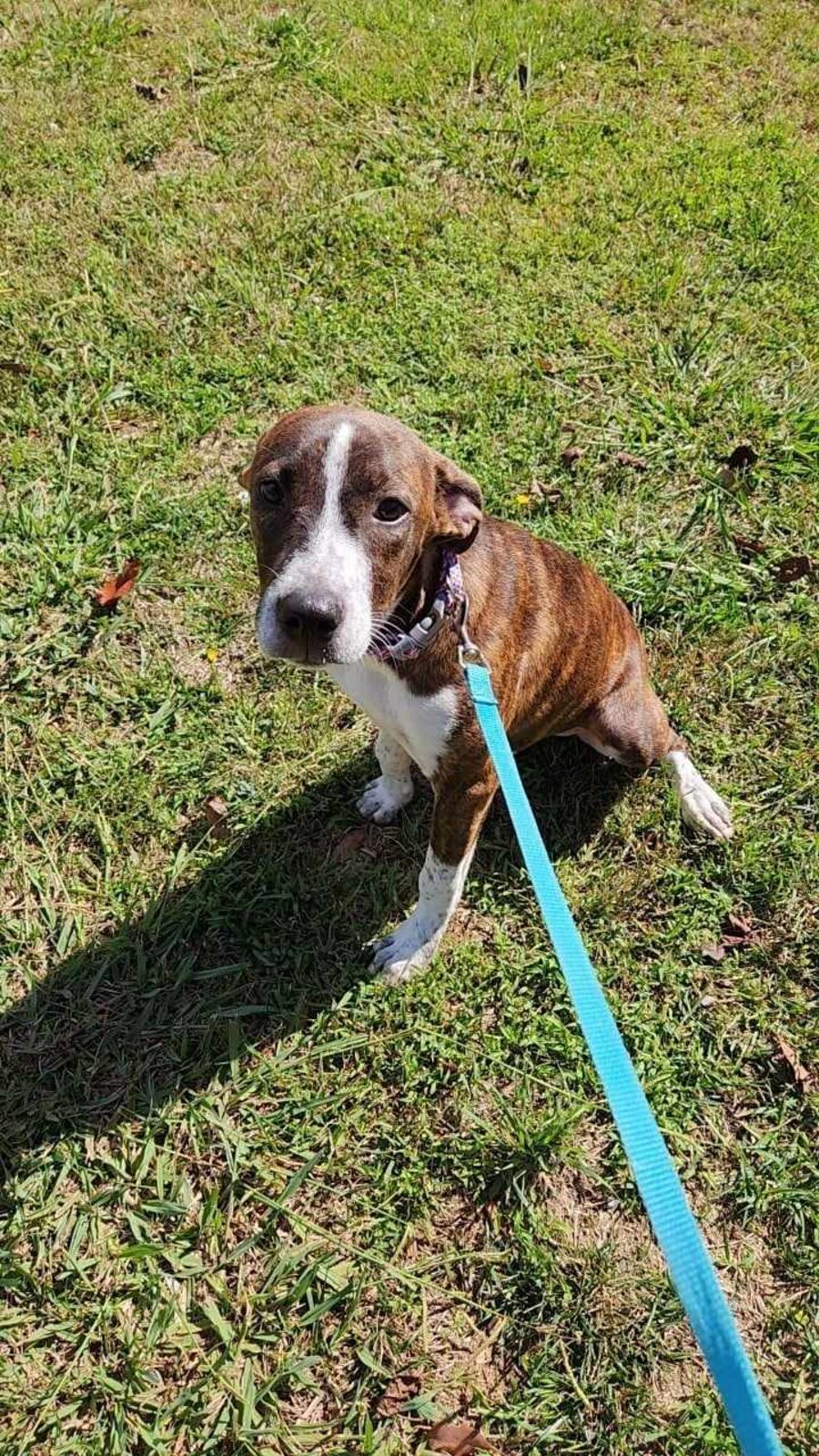 Sweet Sasha - Medium Female Greyhound x Staffy x Boxer x Whippet Mix ...