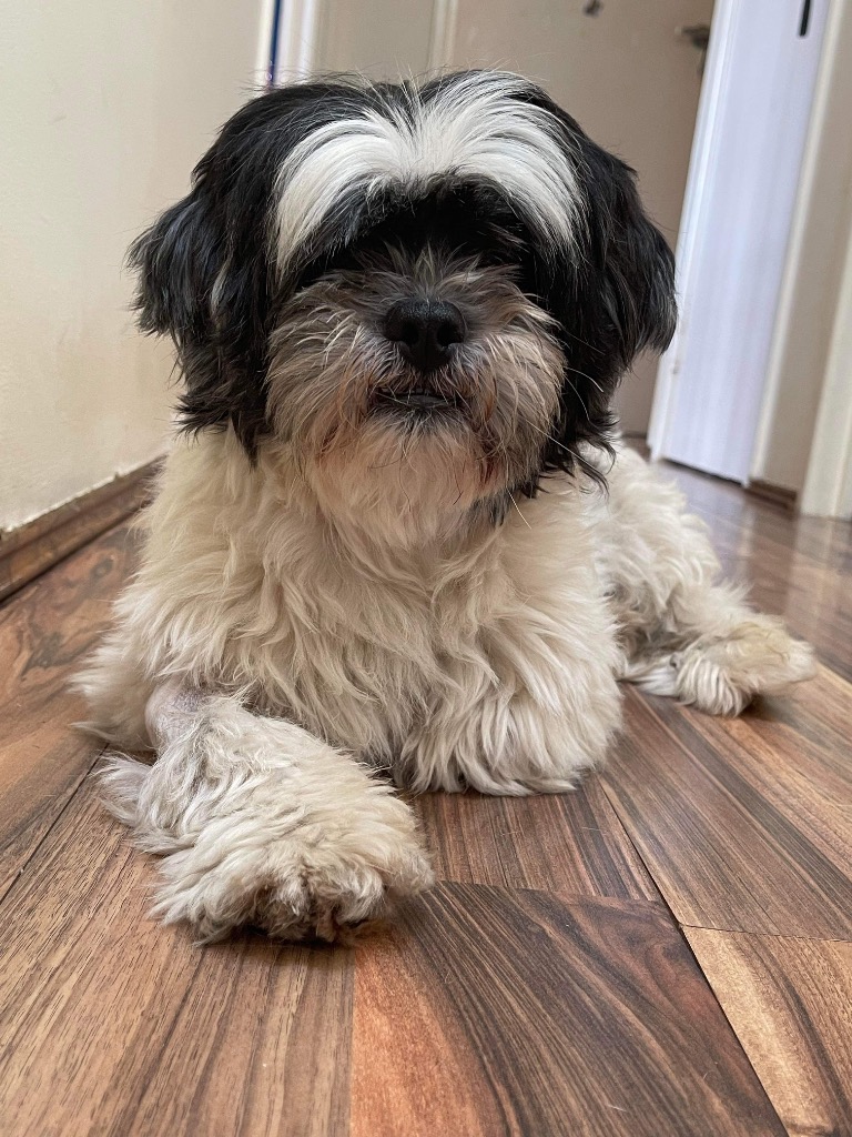 Poe - Small Male Lhasa Apso x Shih Tzu Mix Dog in QLD - PetRescue