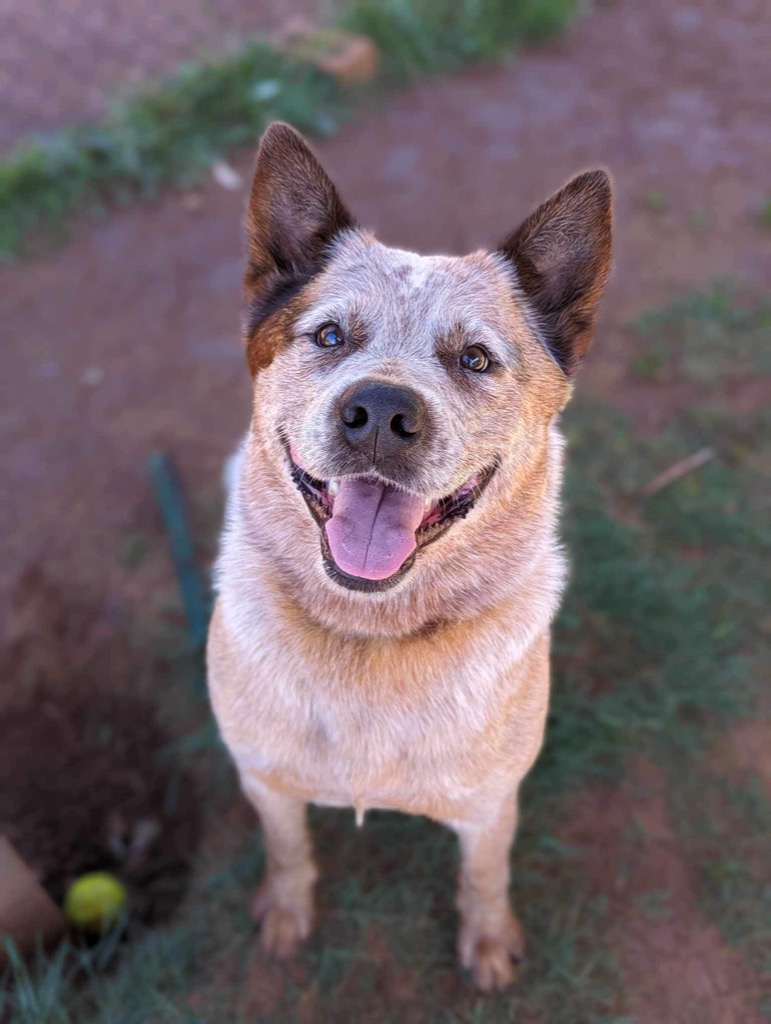 Rusty - Medium Male Red Heeler Dog in VIC - PetRescue
