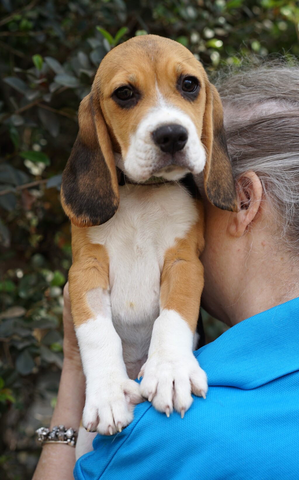 Coco - Medium Female Beagle Dog in QLD - PetRescue