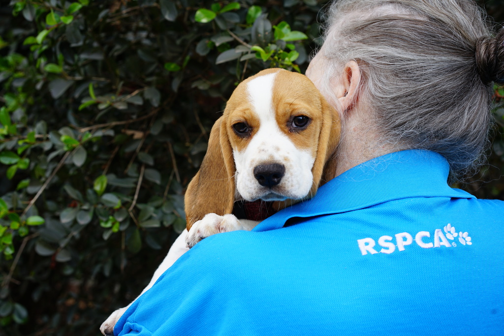 Zena - Medium Female Beagle Dog in QLD - PetRescue