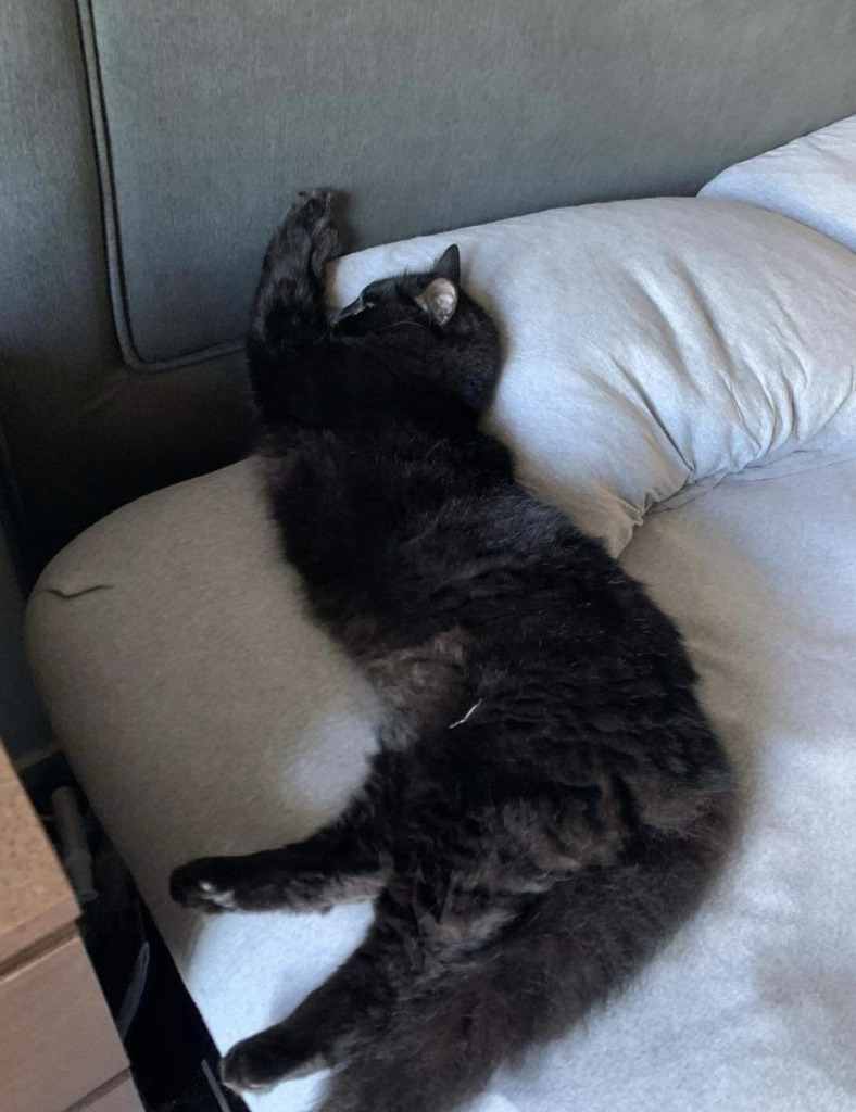 Arlo - Male Domestic Long Hair Cat in VIC - PetRescue