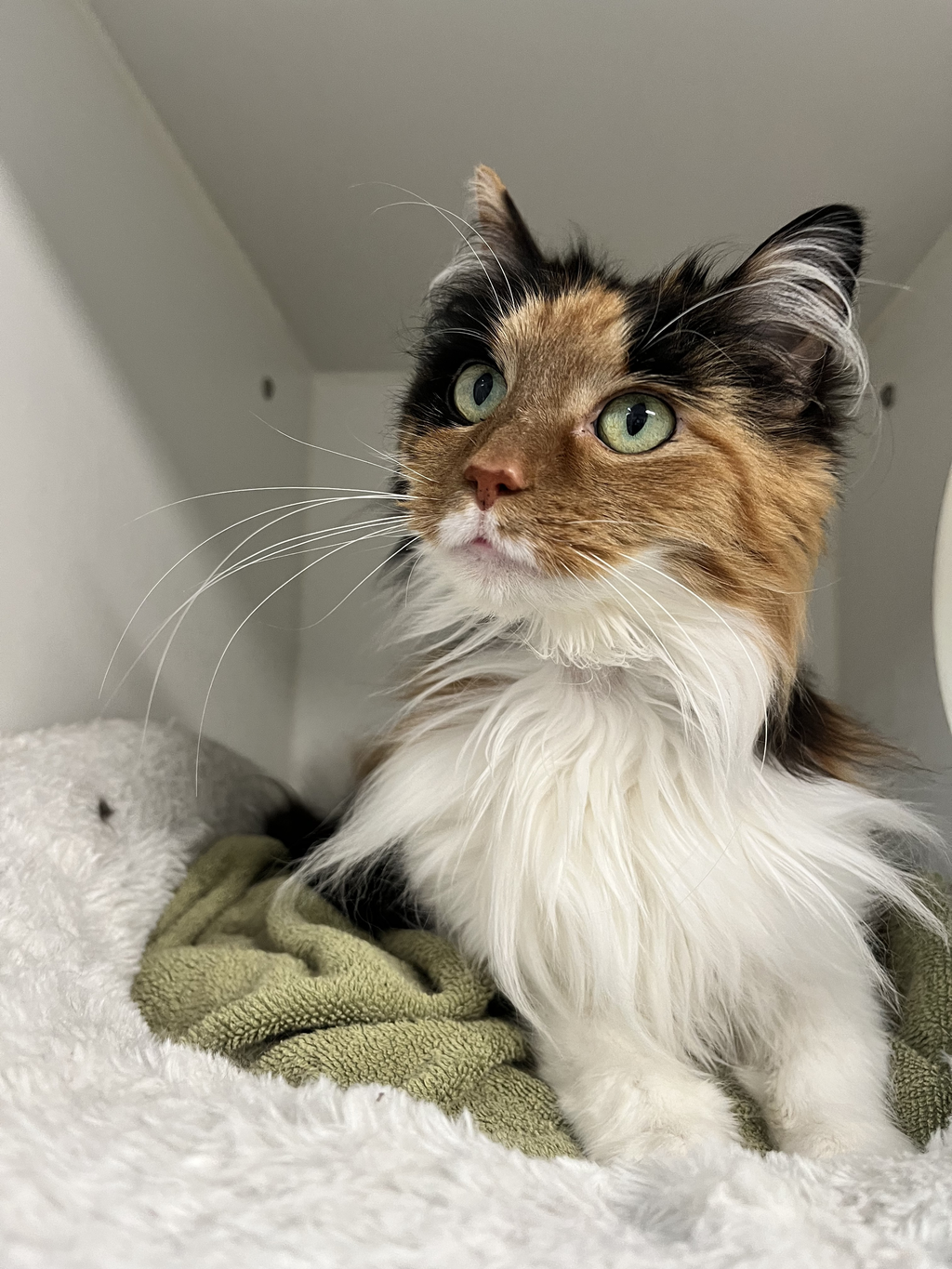 Arabella - Female Domestic Medium Hair Mix Cat in VIC - PetRescue
