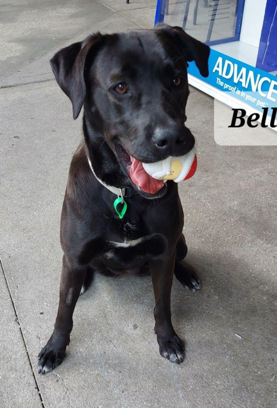 Bella - Medium Female Labrador Mix Dog in NSW - PetRescue