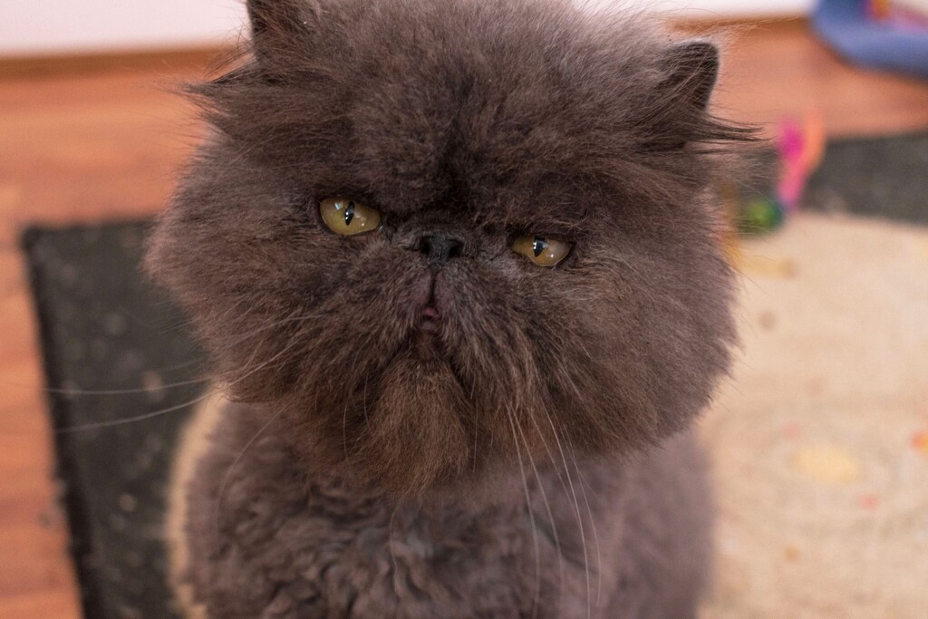 Jewel - Female Persian Mix Cat in WA - PetRescue