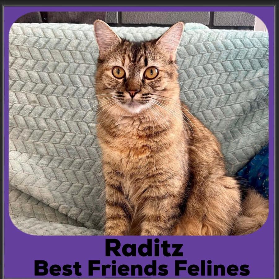 Raditz - Female Domestic Long Hair Cat in QLD - PetRescue