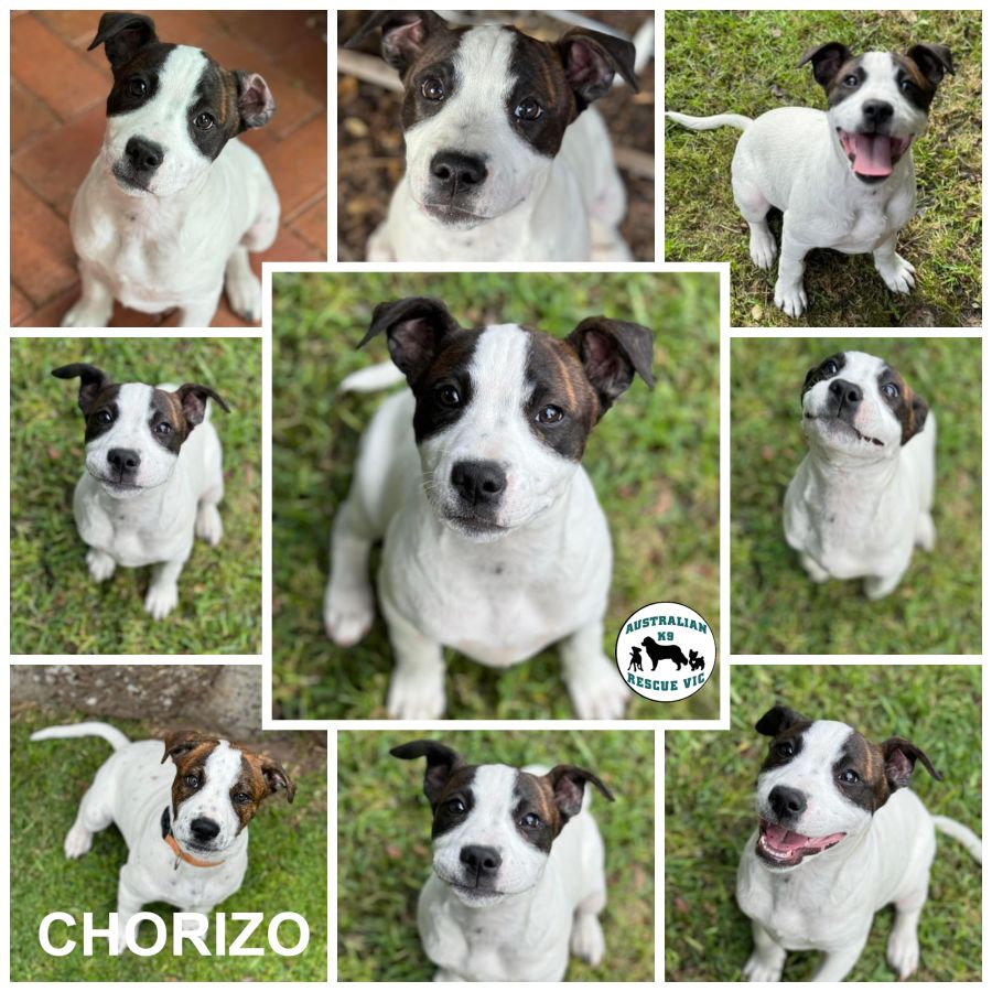 Chorizo - Large Female Mastiff Dog in VIC - PetRescue