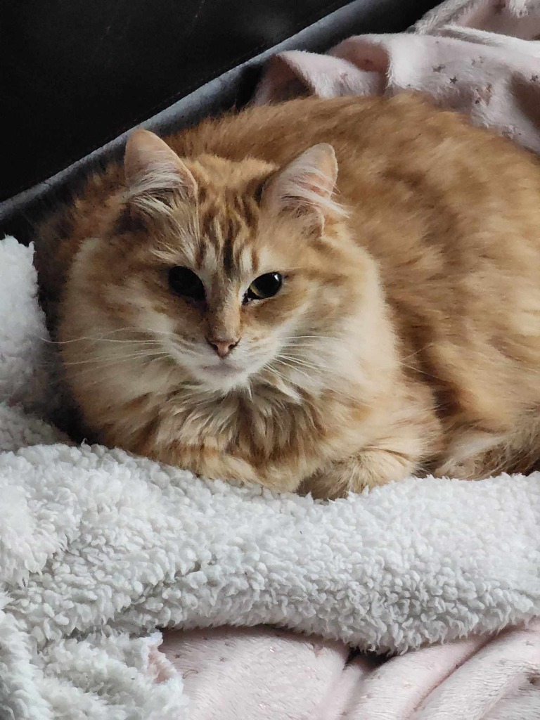 Iris - Female Domestic Long Hair Cat in VIC - PetRescue