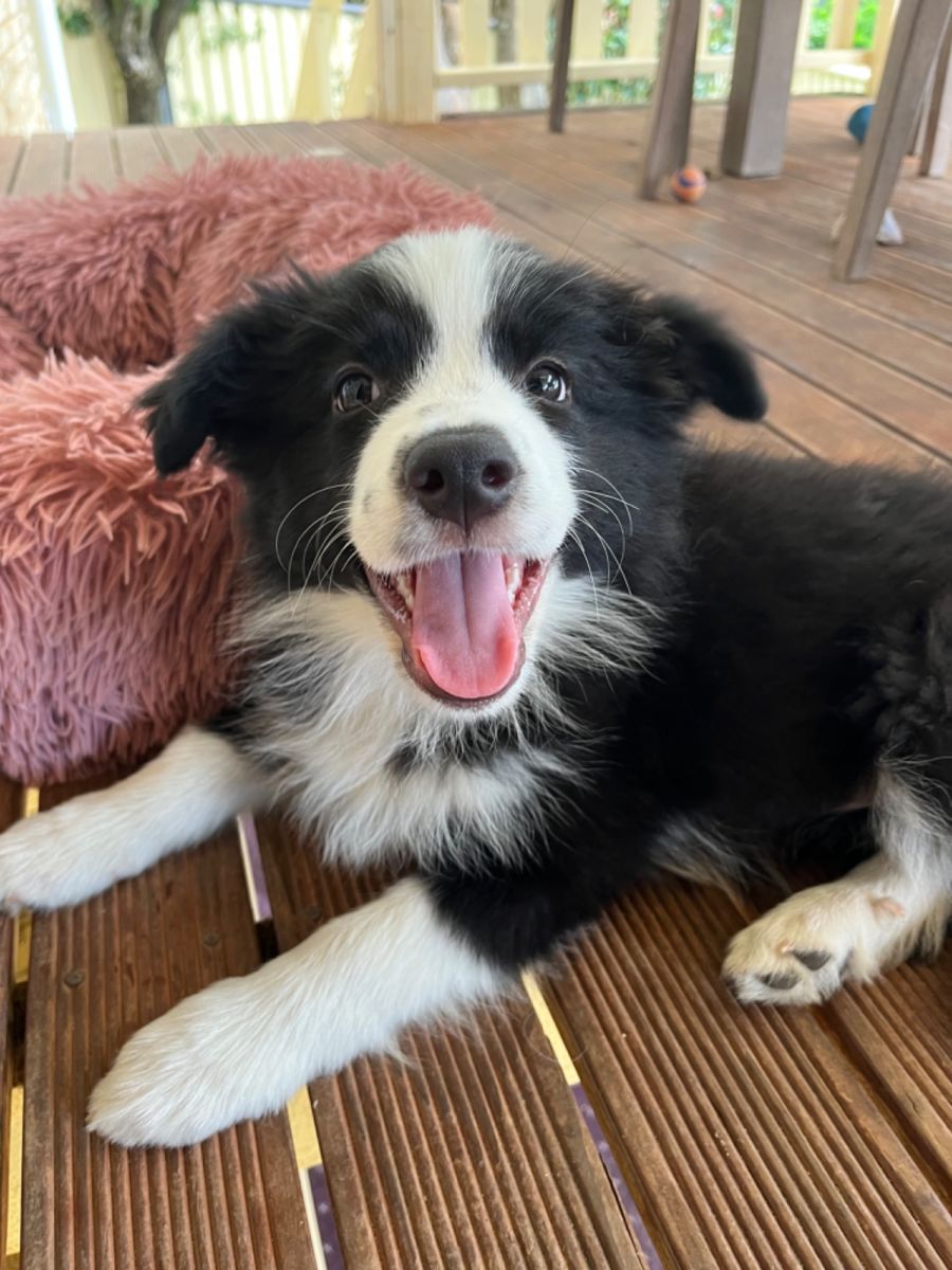 Nala - Medium Female Border Collie Mix Dog in NSW - PetRescue
