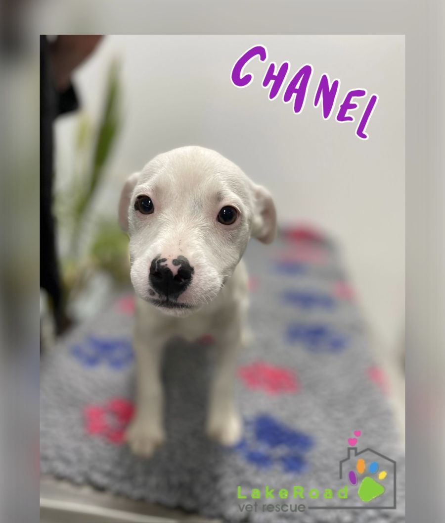 Chanel - Medium Female Jack Russell Terrier x Staffy Mix Dog in NSW ...