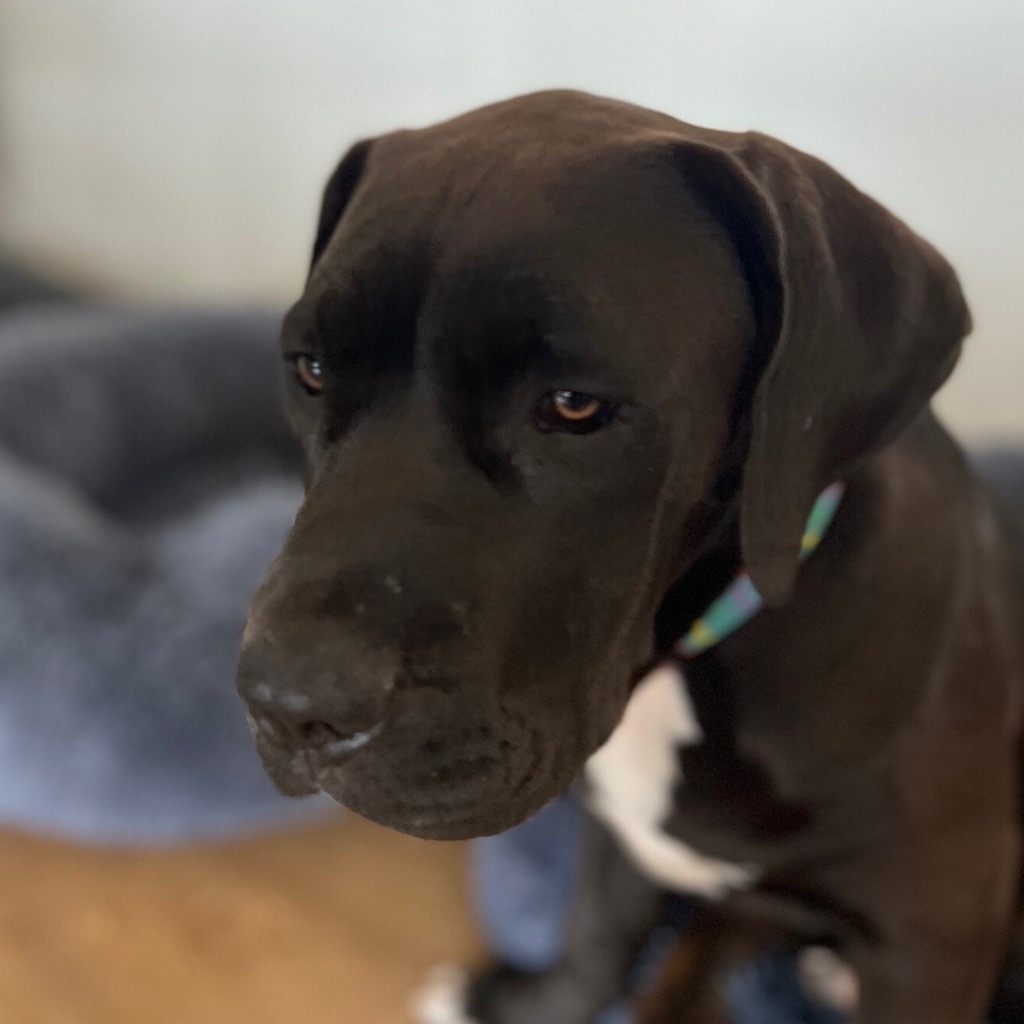 Beans - Medium Male Rhodesian Ridgeback x Mixed Breed Mix Dog in WA ...