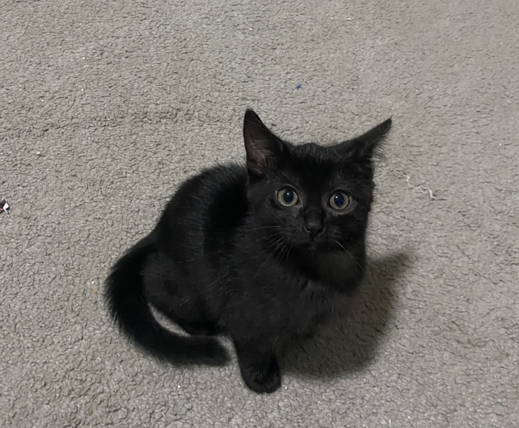 Tennille - Female Dsh Mix Cat in VIC - PetRescue